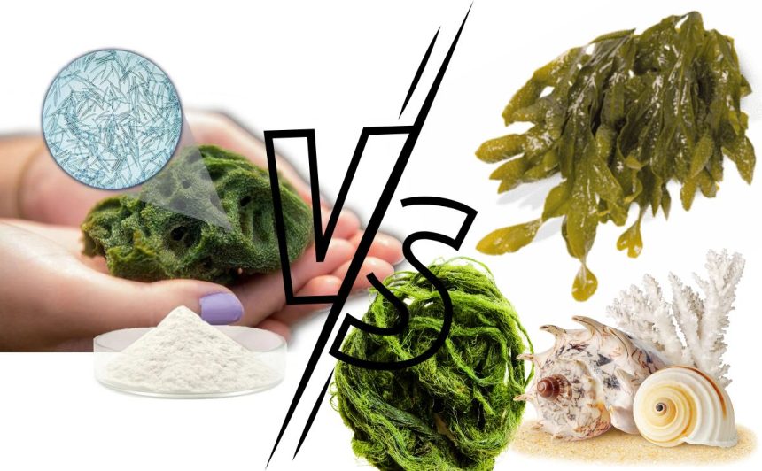 SQT Biomicroneedling - SQT Spongilla Spicules vs Wodorosty, Koralowce i ...